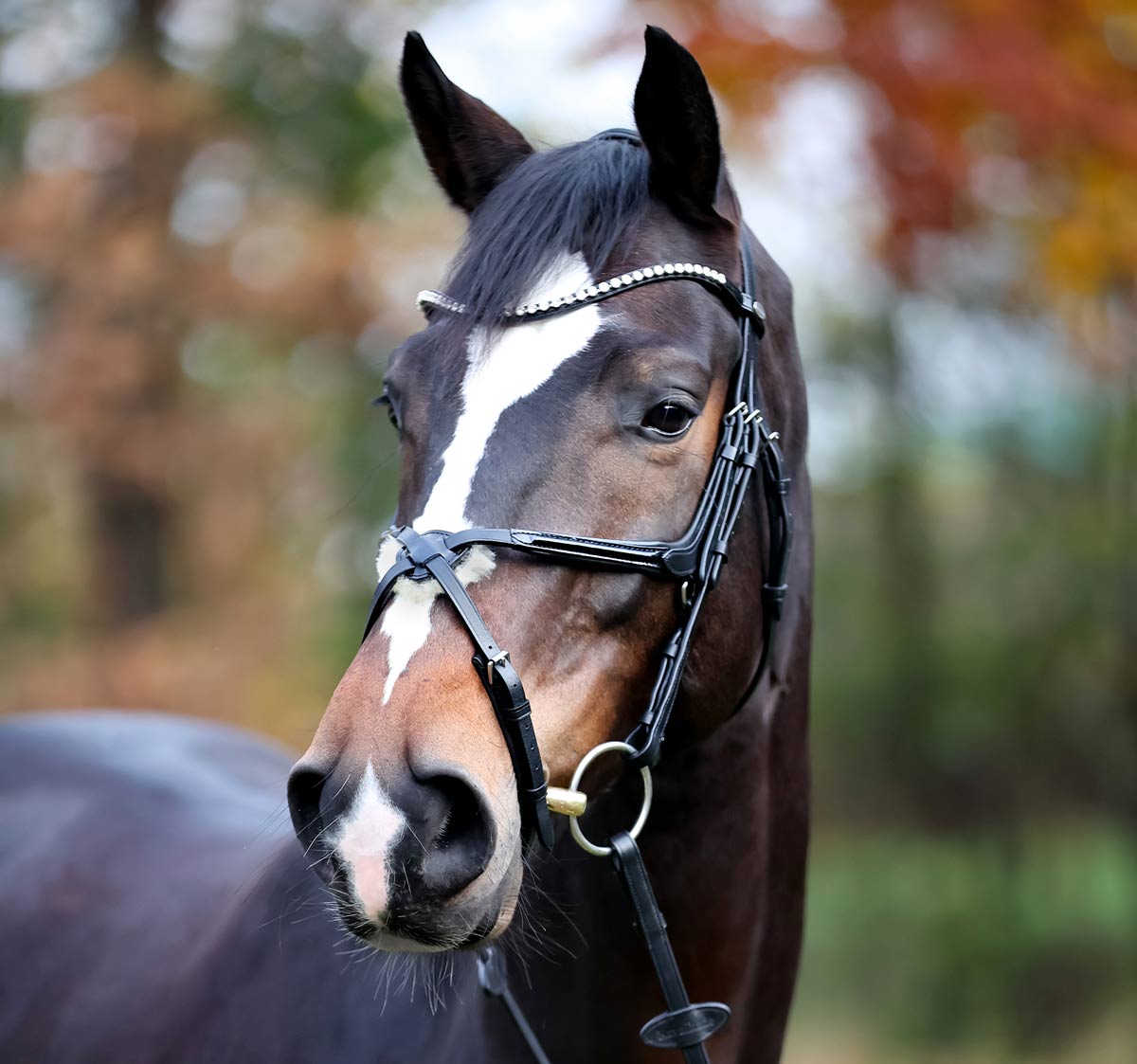 Die verschiedenen Reithalfter - Kavalkade Reitsportartikel