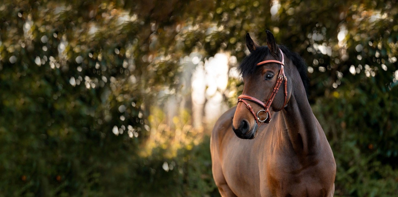 Trensenarten und worauf du bei der Auswahl achten solltest