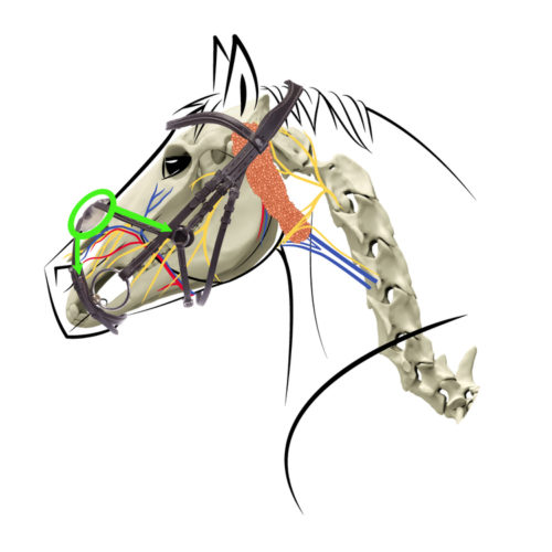 Trensenarten und worauf du bei der Auswahl achten solltest