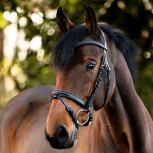 Trensenarten und worauf du bei der Auswahl achten solltest