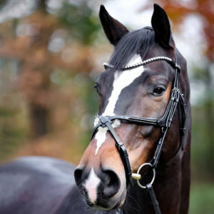 Trensenarten und worauf du bei der Auswahl achten solltest