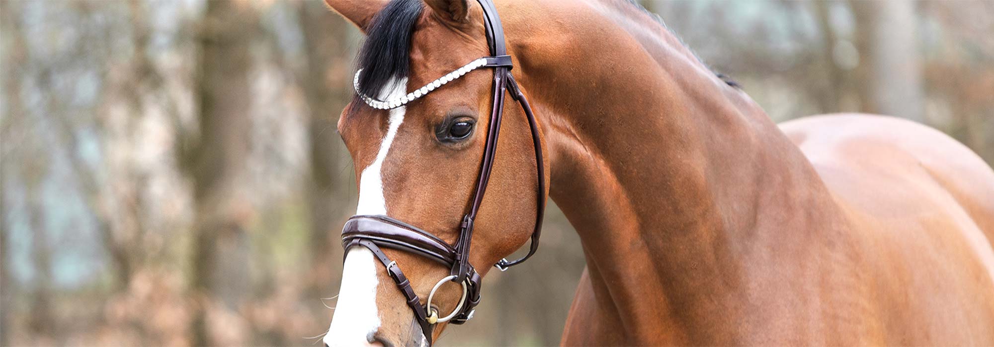 Trensenarten und worauf du bei der Auswahl achten solltest